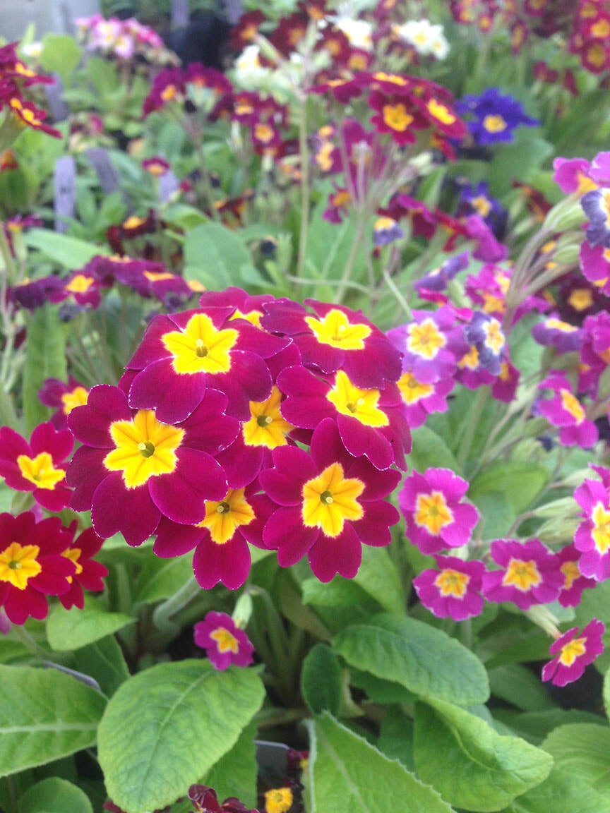 Primula x polyantha 'Gigantea Mix' (Primrose) | Arcana Gardens and ...