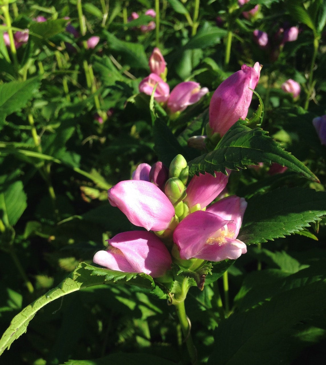 Chelone lyonii 'Hot Lips' (Pink Turtlehead) | Arcana Gardens and ...