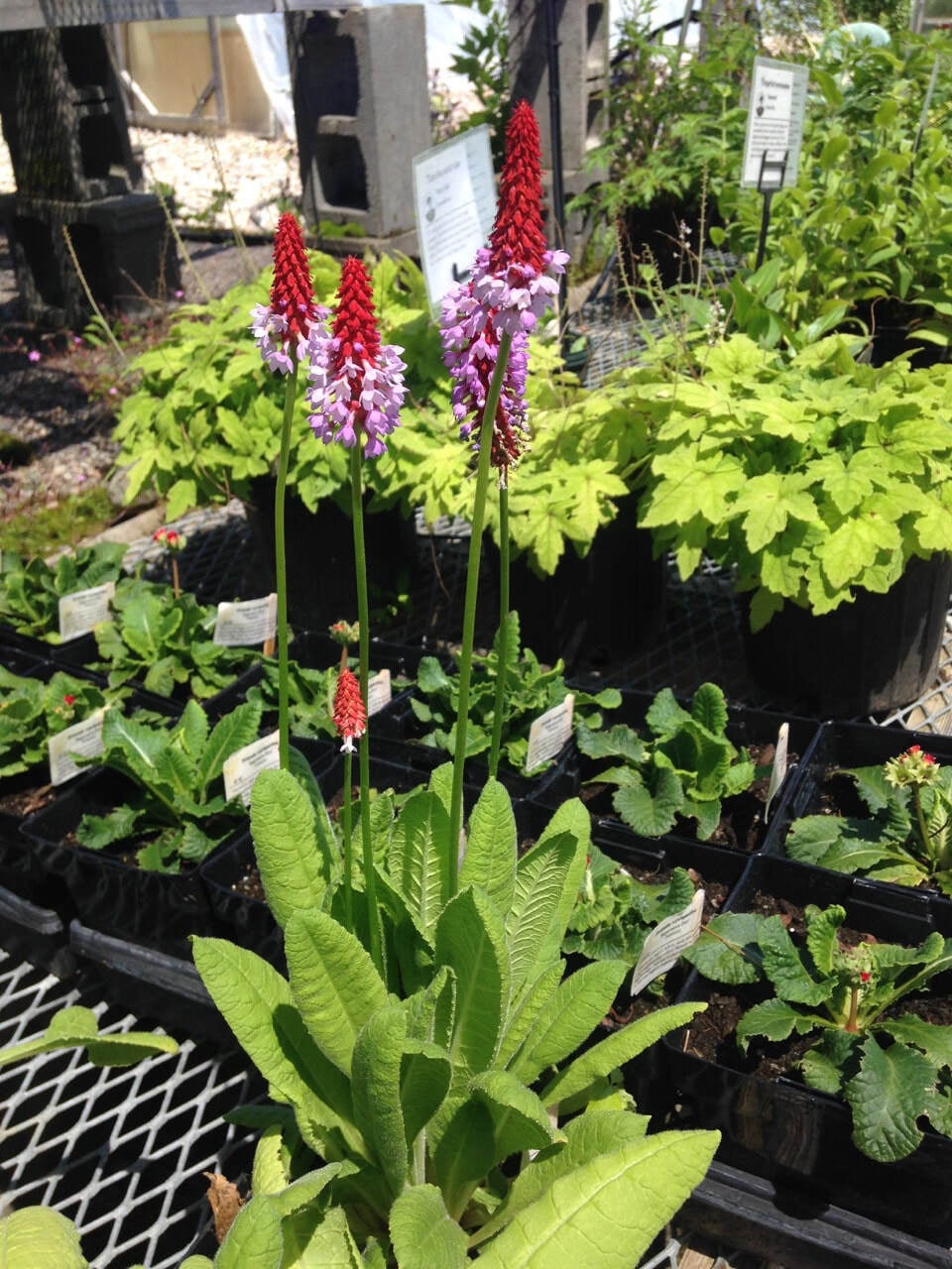 Primula Vialii Vial S Primrose Arcana Gardens And Greenhouses