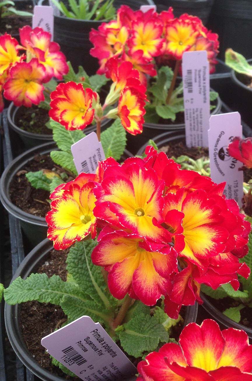 Primula x polyantha 'Supernova Fire' (Primrose) | Arcana Gardens and ...